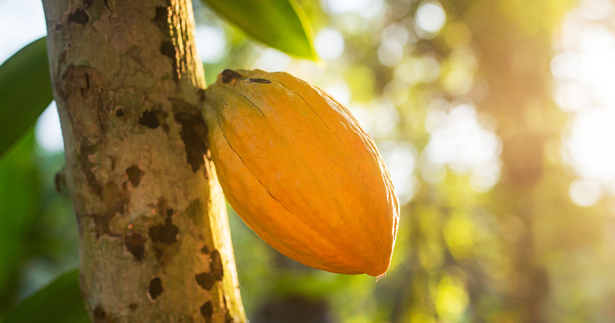 Types of Cocoa – Ambriona